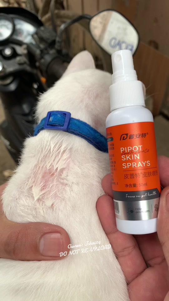 Blood Blister on Dog: Causes, Treatment, and Prevention