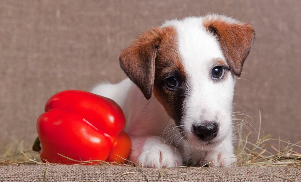 Can Dogs Eat Red Peppers