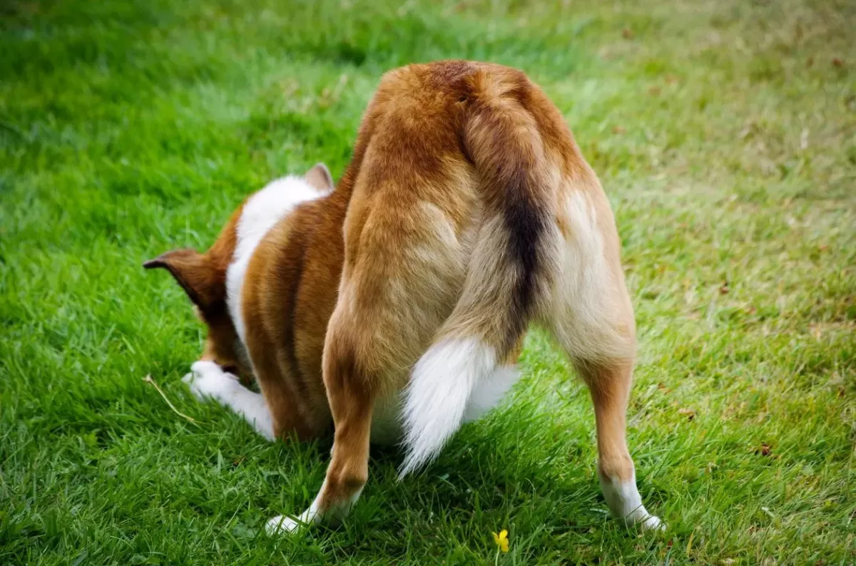 Enlarged Prostate Gland in Dogs
