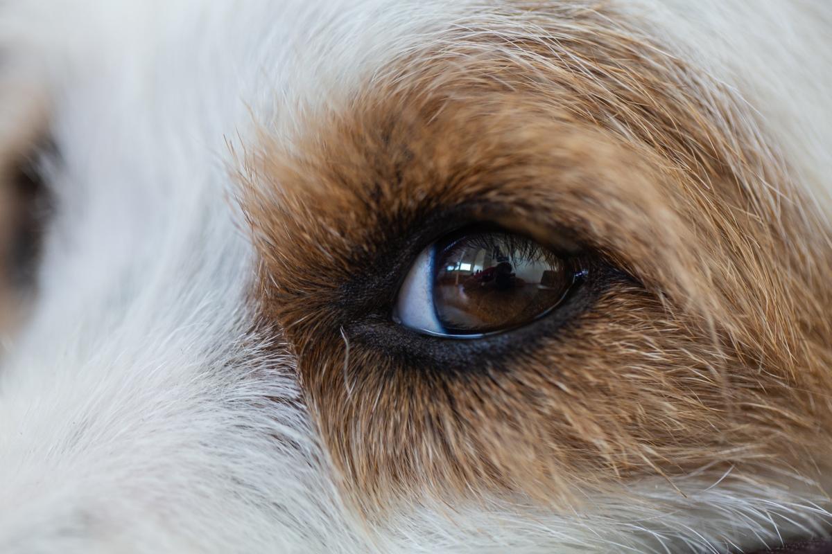 Detached Retina in Dogs