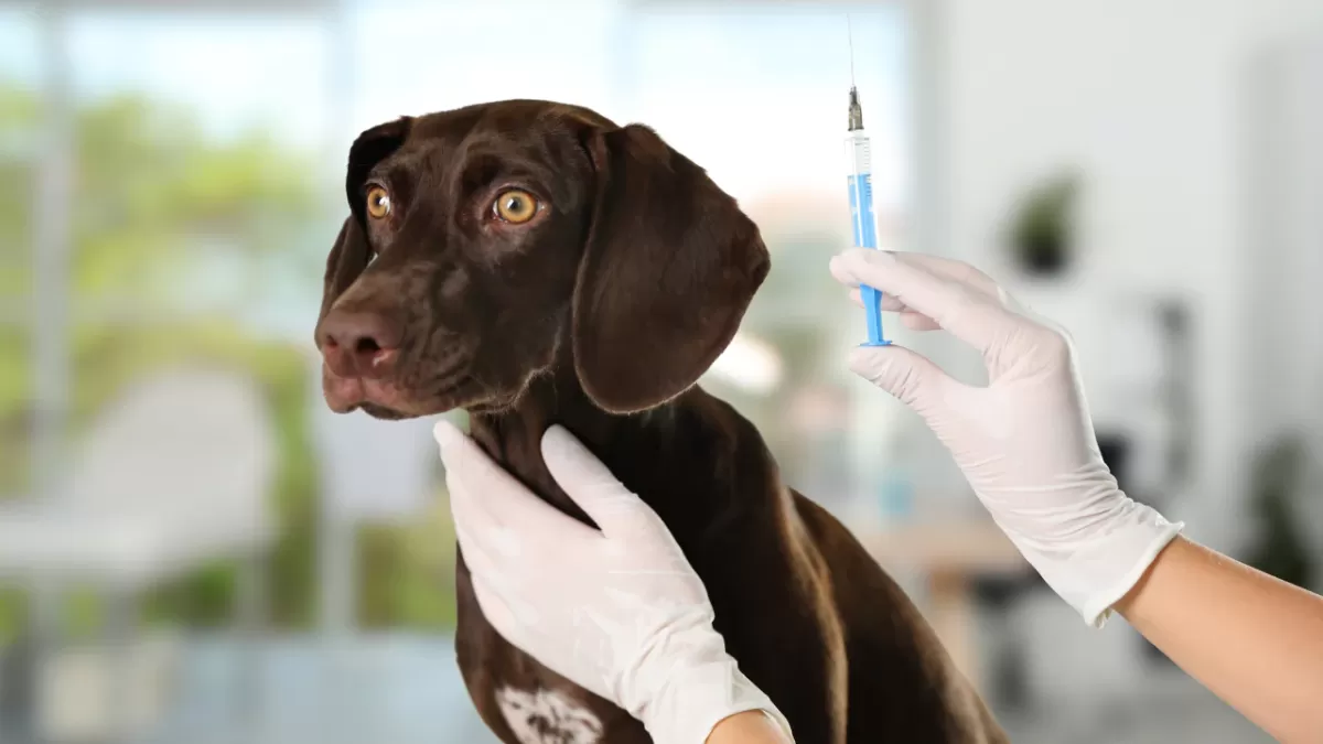 Undertstanding Adequan Injections for Dogs
