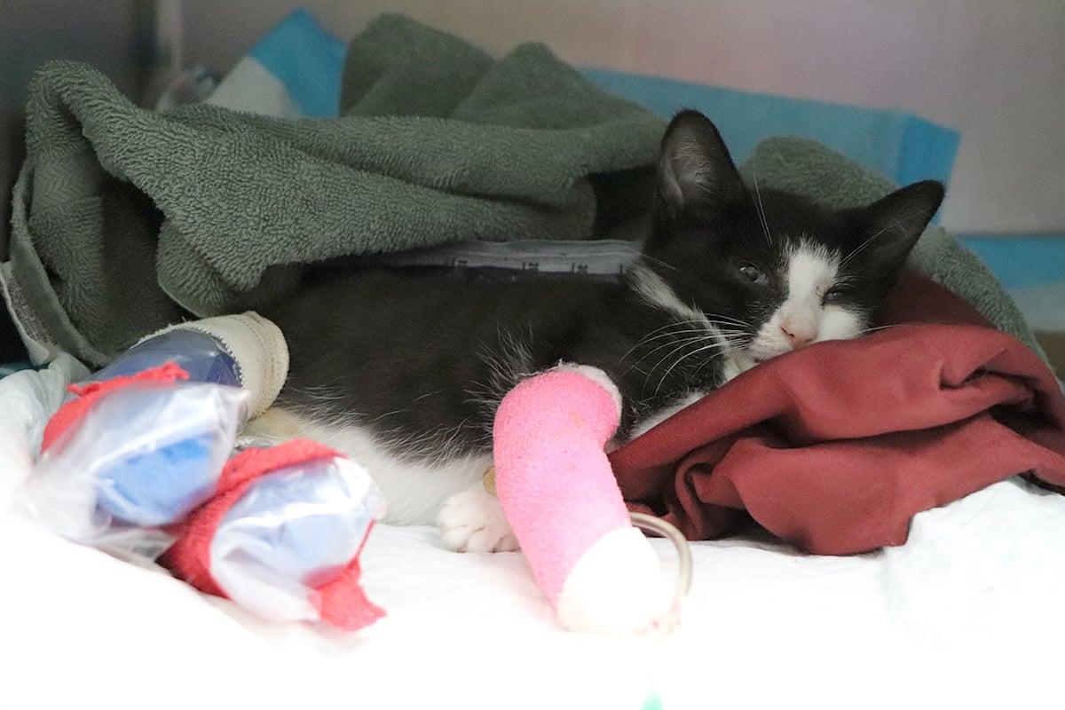 Cat Broke Front Radius: How Long to Heal