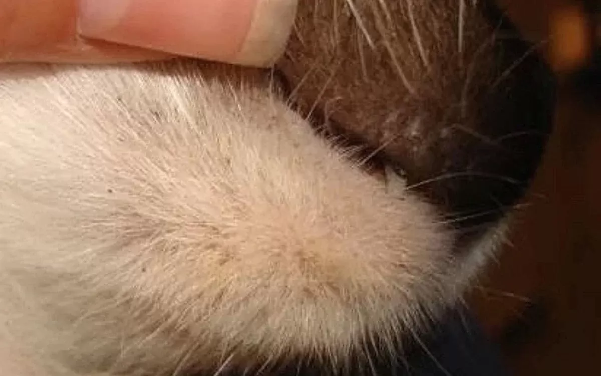 Feline Acne Popping: Is It OK