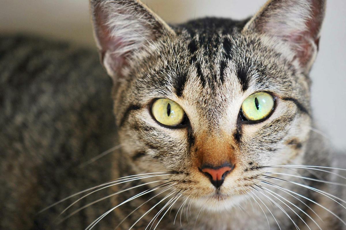 Cat with Detached Retina: How To Take Care