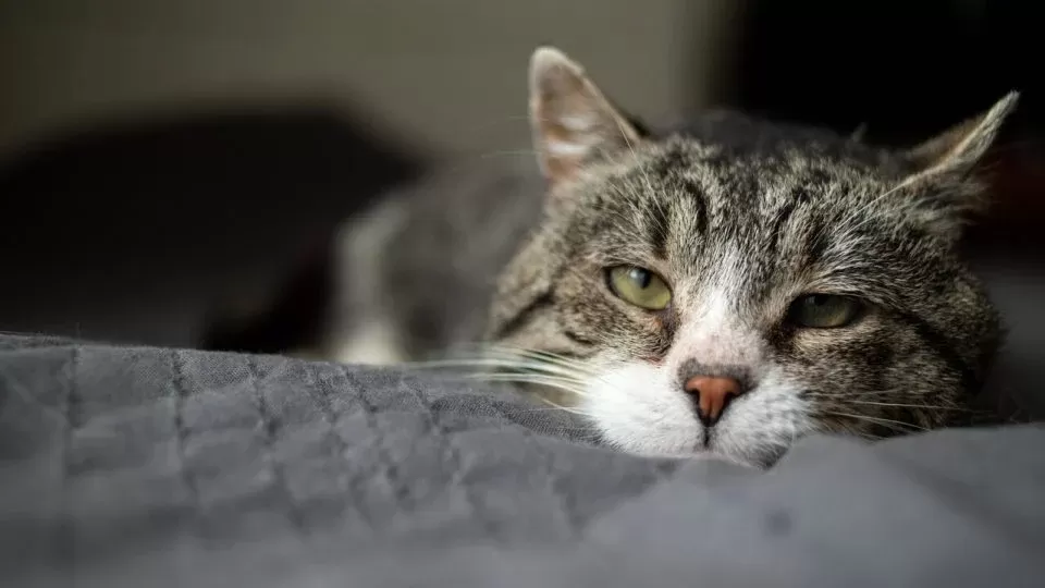 Elevated Bilirubin in Cats