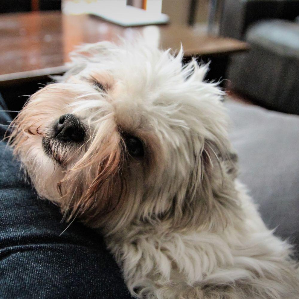 Progressive Retinal Atrophy in Dogs