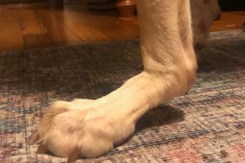 Exploring Canine Carpal Hyperextension