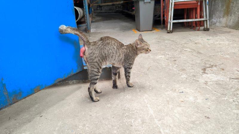 Exploring Feline Anal Prolapse