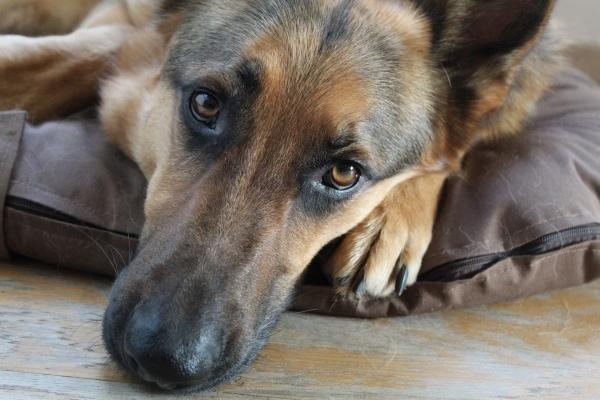Prostatitis in Dogs
