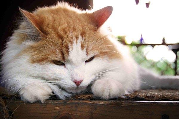 Meningitis in Cats: Signs, Causes & Treatment Methods