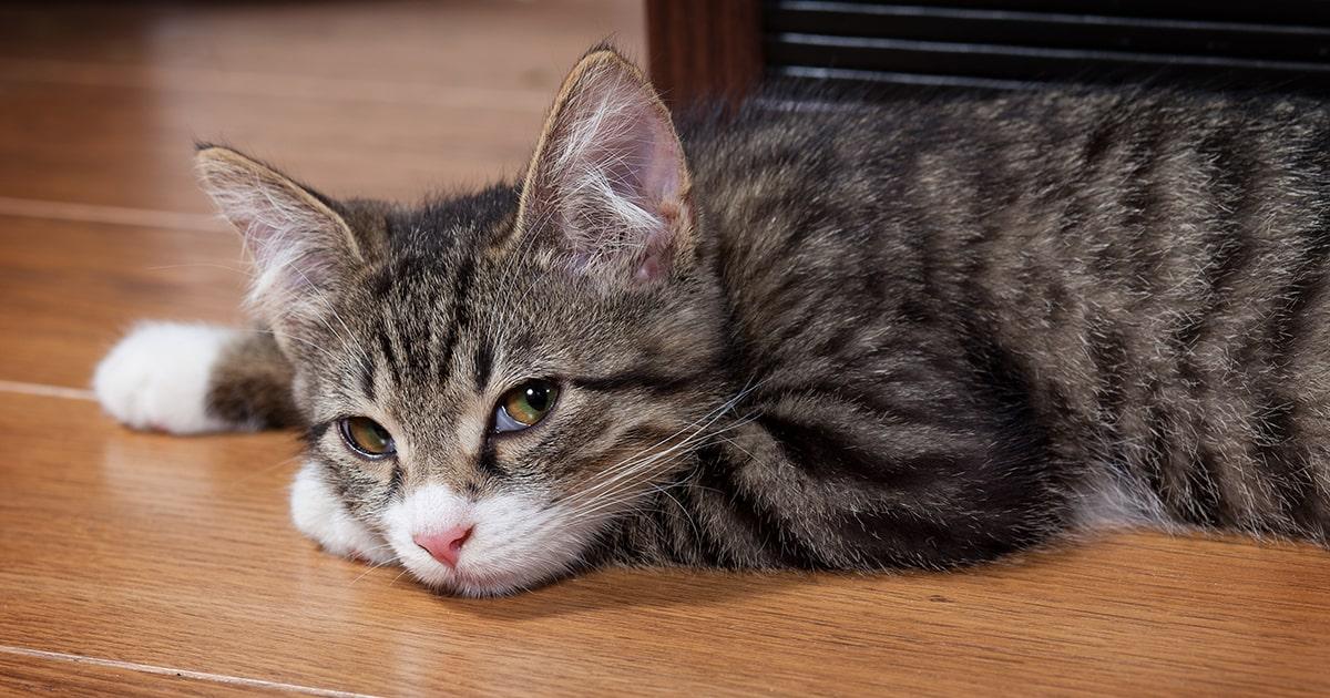 Cat Not Peeing: Causes, Concerns, and Solutions