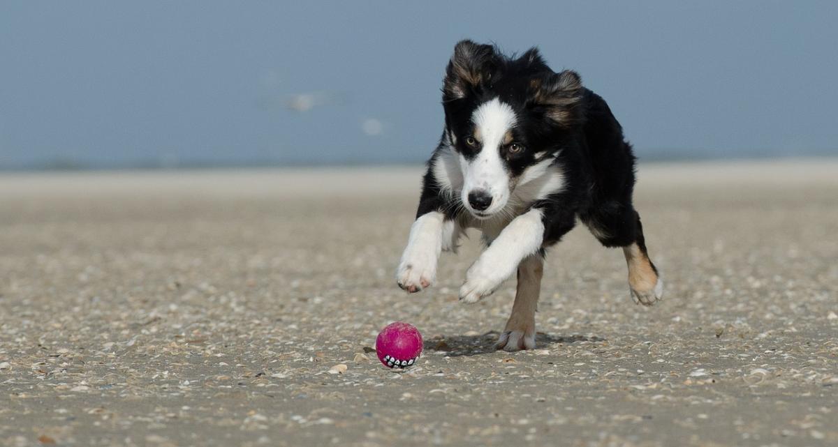 Exercise Guidelines for Puppies