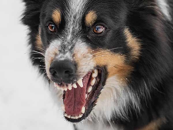 Rage Syndrome in Dogs