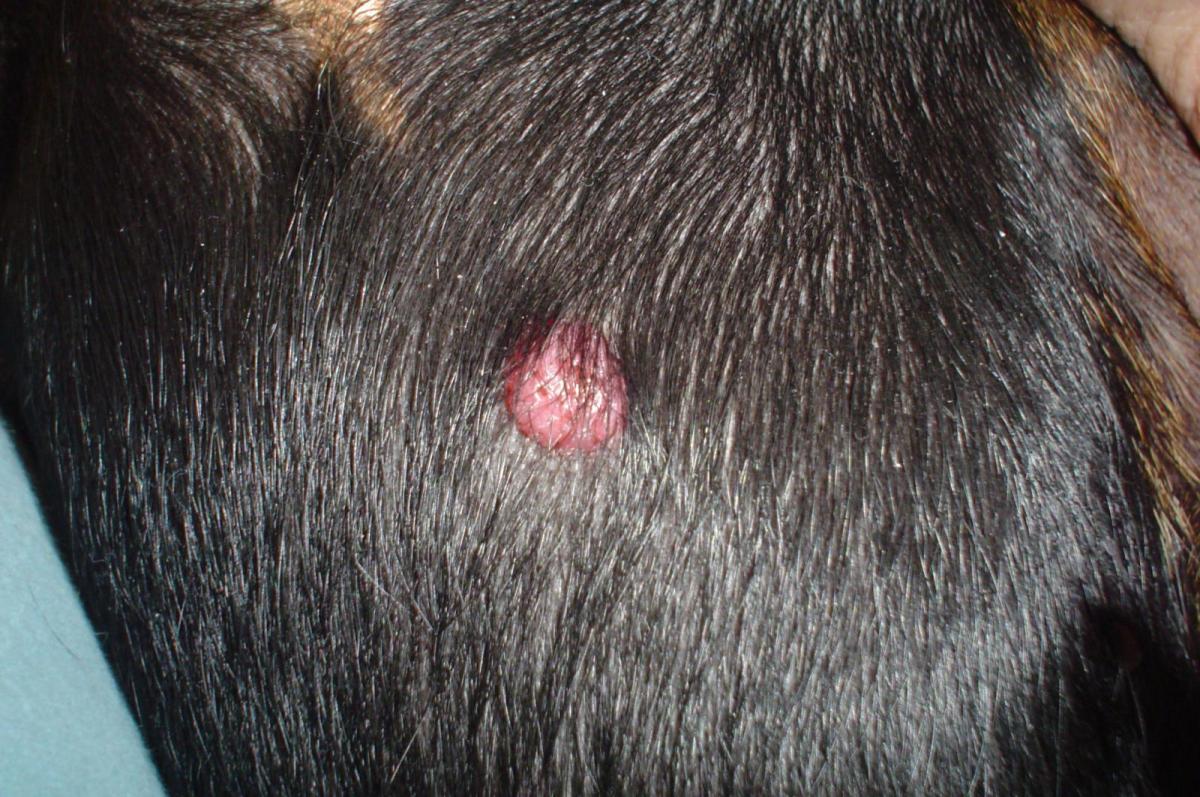 Histiocitomas em cães: o que você deve saber