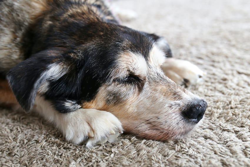 Forebrain Dysfunction in Dogs