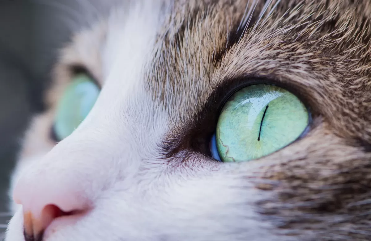Understanding Cat Slit Eyes