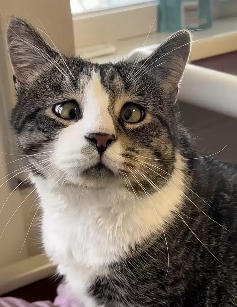 Crossed Eyes in Cats