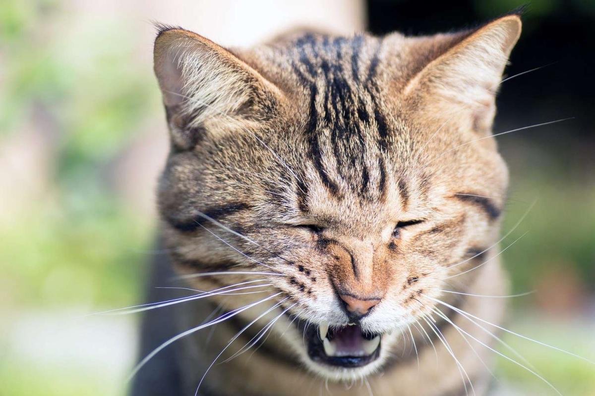 What Does It Mean If A Cat Is Sneezes Blood