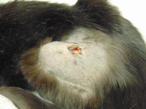 My Cat Has An Abscess That Popped