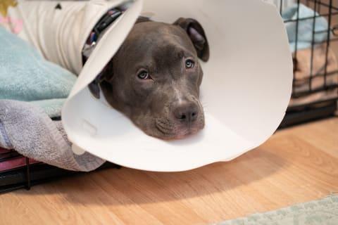 Dog Testicular Infection Treatment At Home