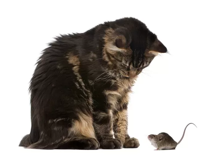 Can Mice Get Your Cat Sick