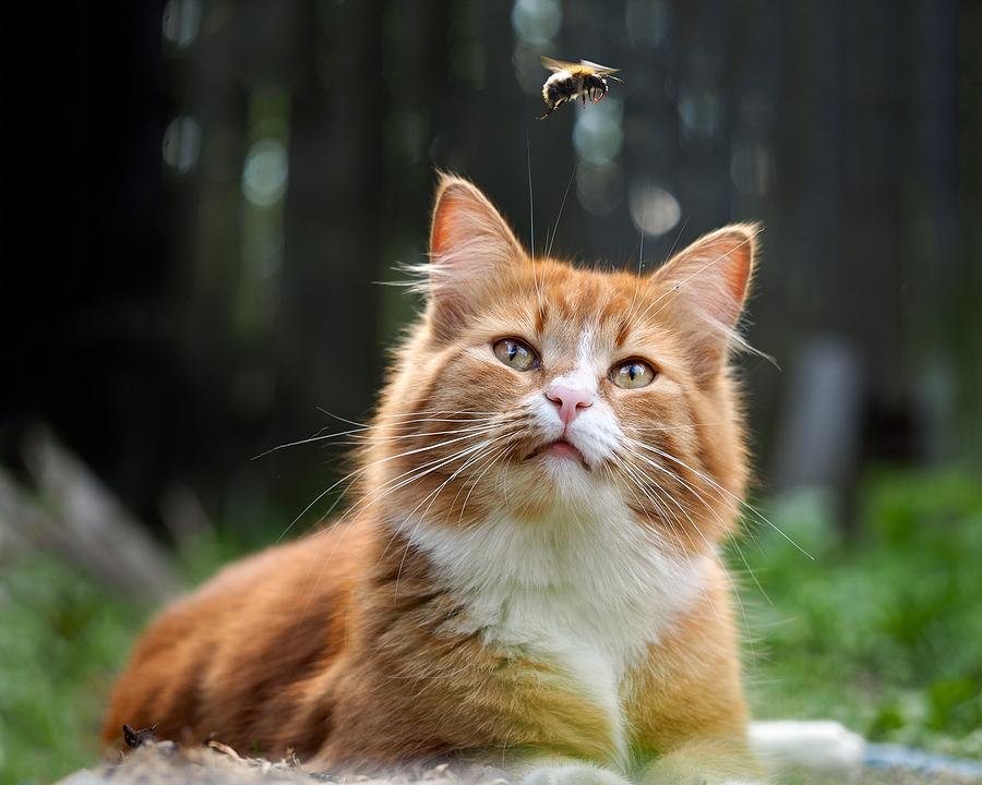 Can Eating A Wasp Make A Cat Sick