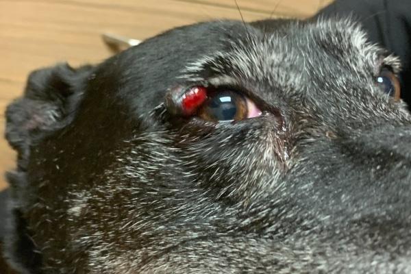 Eye Cancer in Dogs