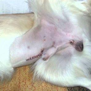 Cryptorchidism in Dogs