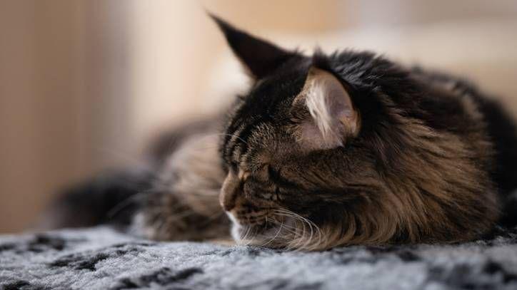 Cat Brain Tumor When to Euthanize