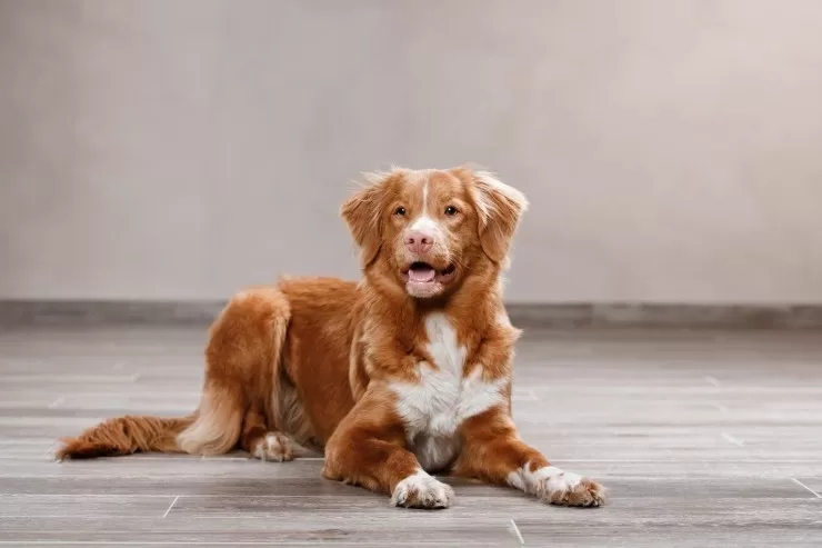 Are Toller Dogs Good with Kids