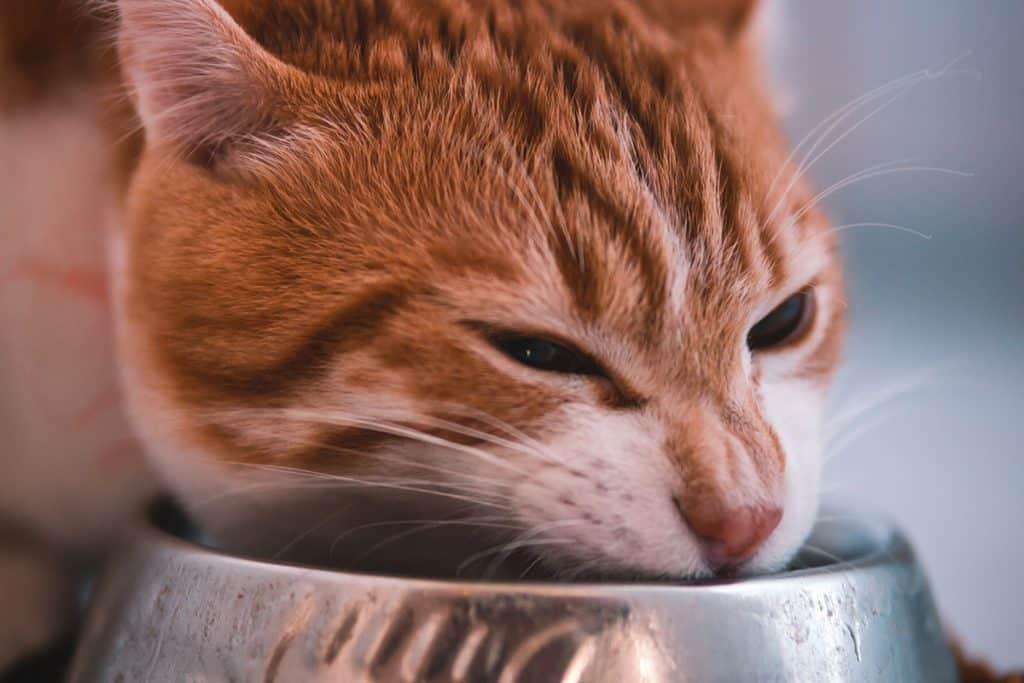 Is It OK to Give My Cat Bone Broth