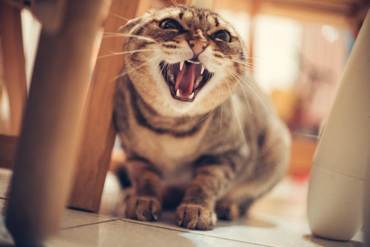 How to Stop Cat Aggression towards Humans