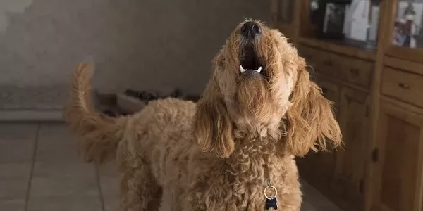 Dog Won’t Stop Whining Even with Me: Causes, Solutions, and Tips