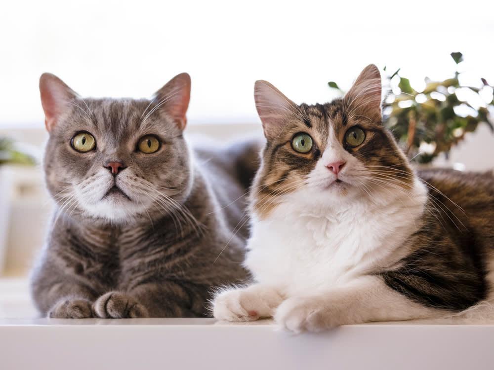 Are Male or Female Cats More Affectionate