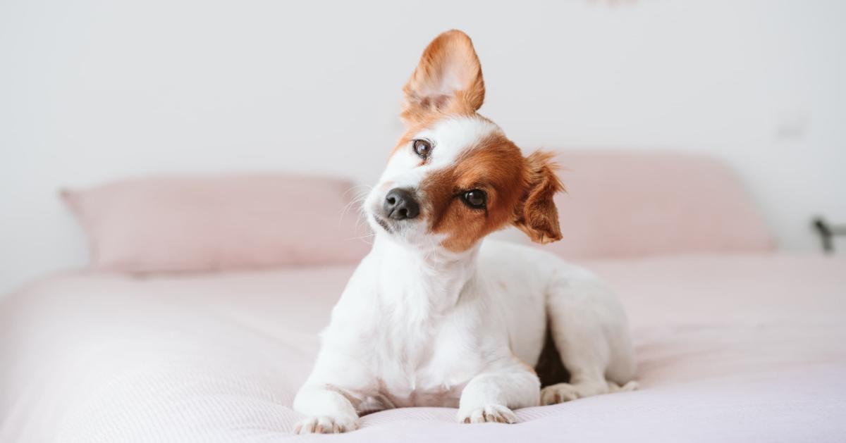 Is Dogs Hearing 300 Times Better Than Humans