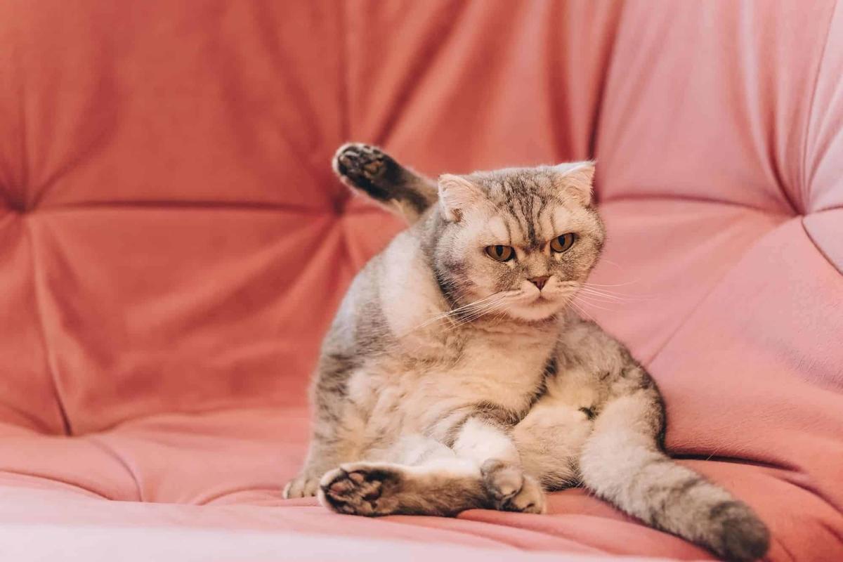 Impacted Anal Glands in Cats