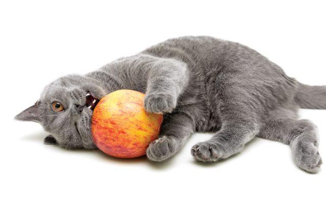 Can Cats Have Apple