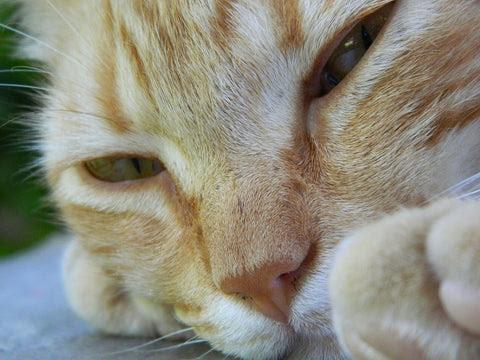 Why Cat Has A Lot of Warts