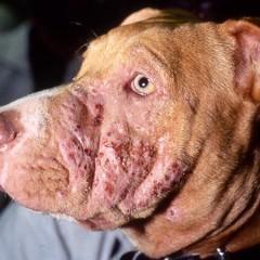 Methicillin-resistant Staphylococcus Aureus in Dogs