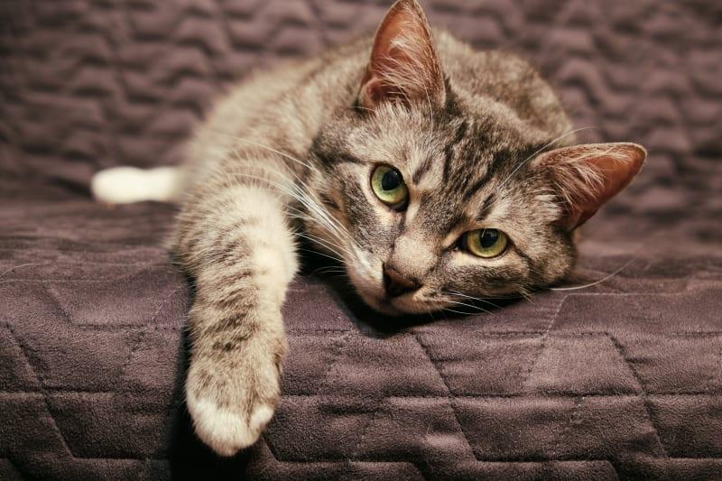 Cat Has Congestive Heart Failure Cat Has Congestive Heart Failure