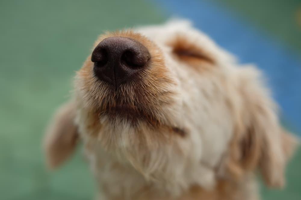 How to Remove Dry Snot from Dog Nose