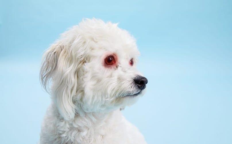 Understanding Dogs Red Eyes