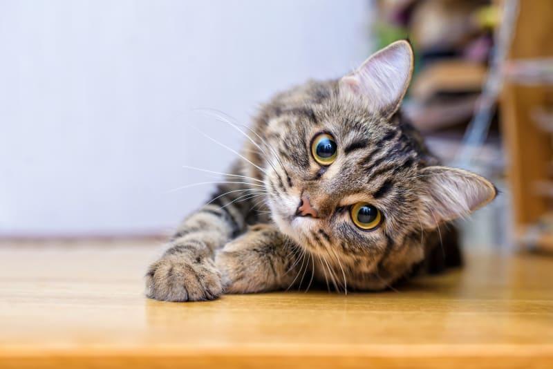 What Are The First Signs of Rabies in A Cat