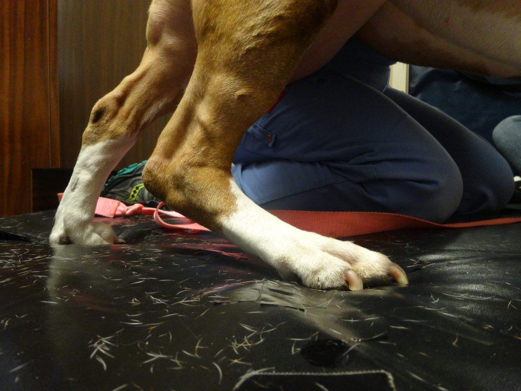 How to Repair Achilles Tendon Rupture in A Dog