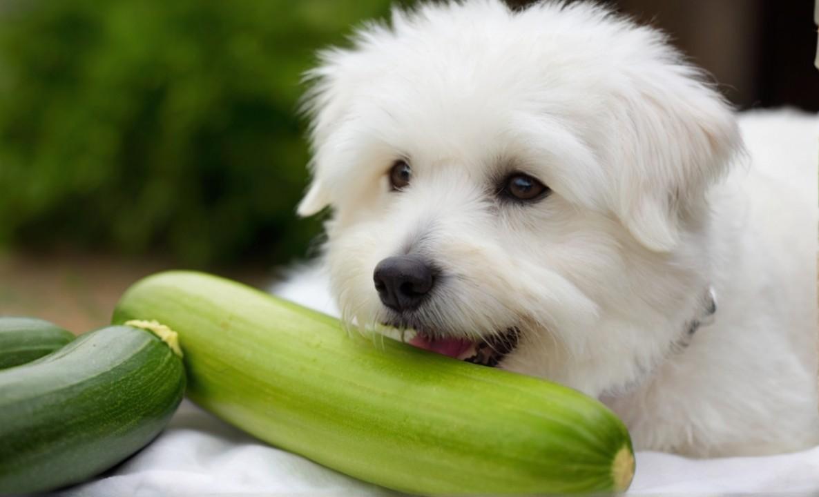 Can Dogs Eat Zucchini