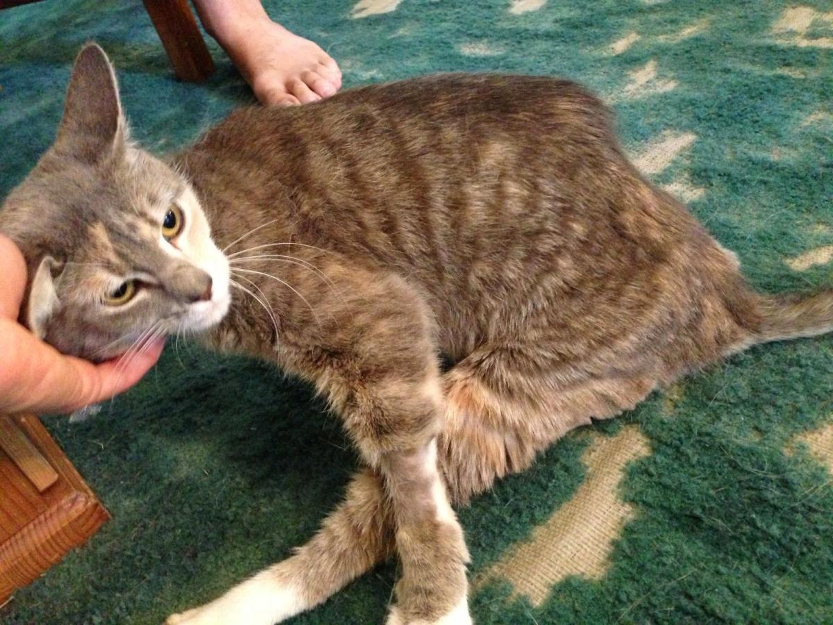 Temporary Hind Leg Paralysis in Cats