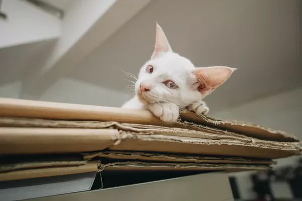 Why Do Cats Chew On Cardboard
