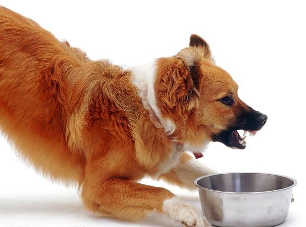 Food Aggression in Dogs