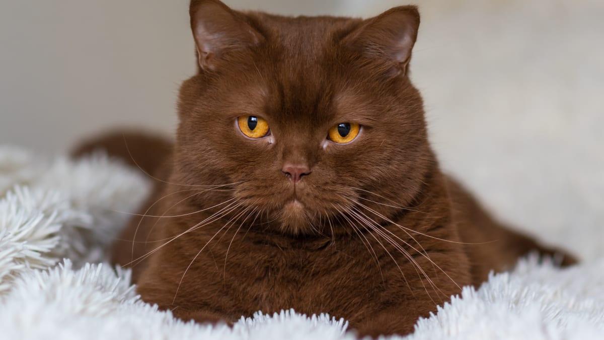 How Rare Are Brown Cats