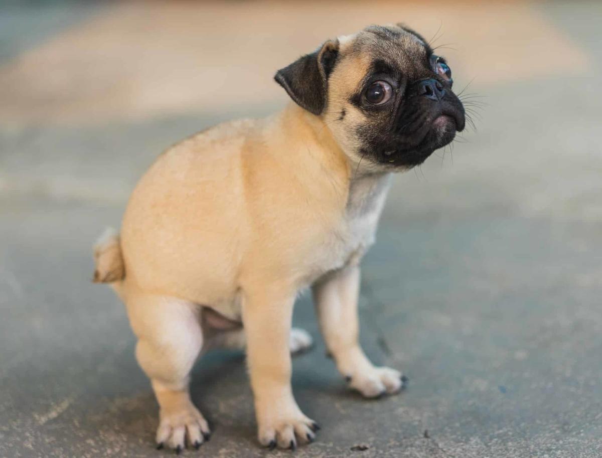 Understanding Fecal Test for Dogs